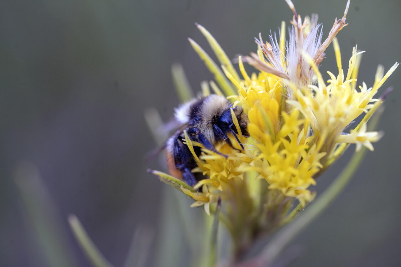 Help document native pollinators in Utah - GSEPartners